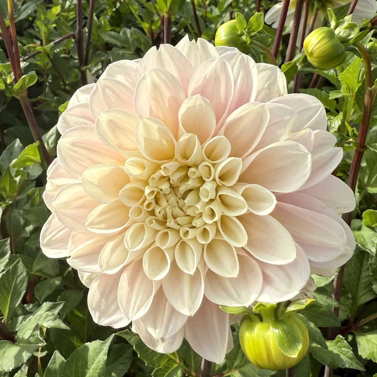 Georgine 'Sweet Nathalie' - Dahlia x cultorum, 1 stk. - Garden Living